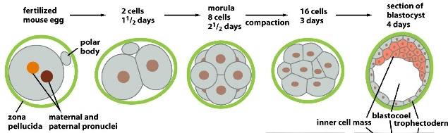 [bio230] Lecture 04 Tissue Morphogenesis